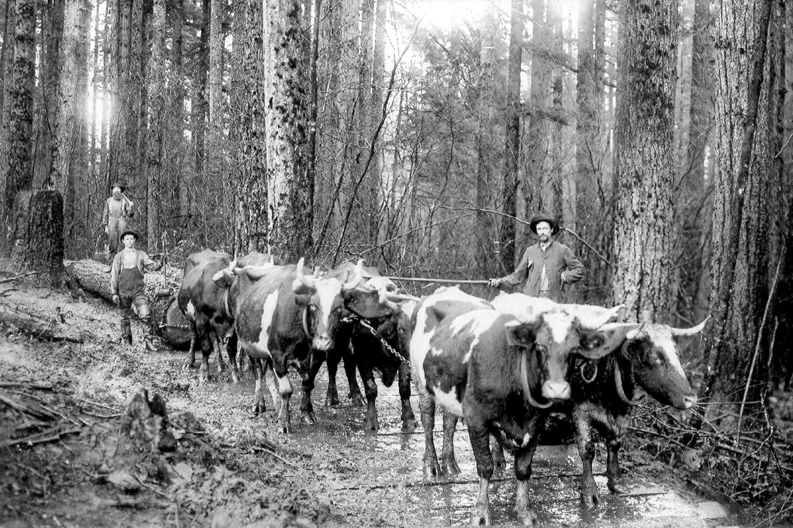 Logging & Flumes | La Center Historical Museum